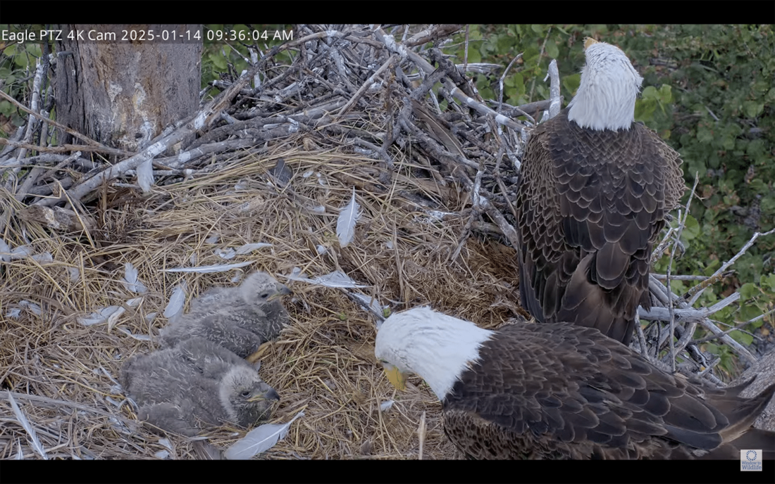 SCCF: Bald eagle nests hatching on islands - SANIBEL-CAPTIVA - Island Reporter, Islander and Current